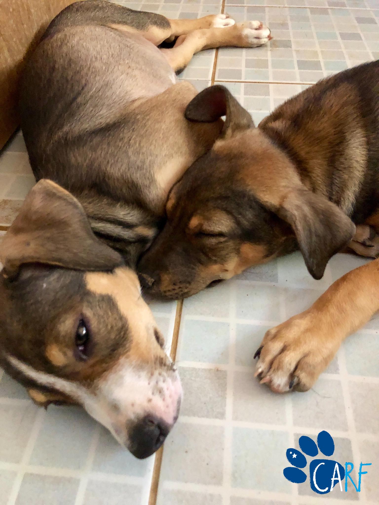 Lazy Sunday Puppies... – CARF Curaçao