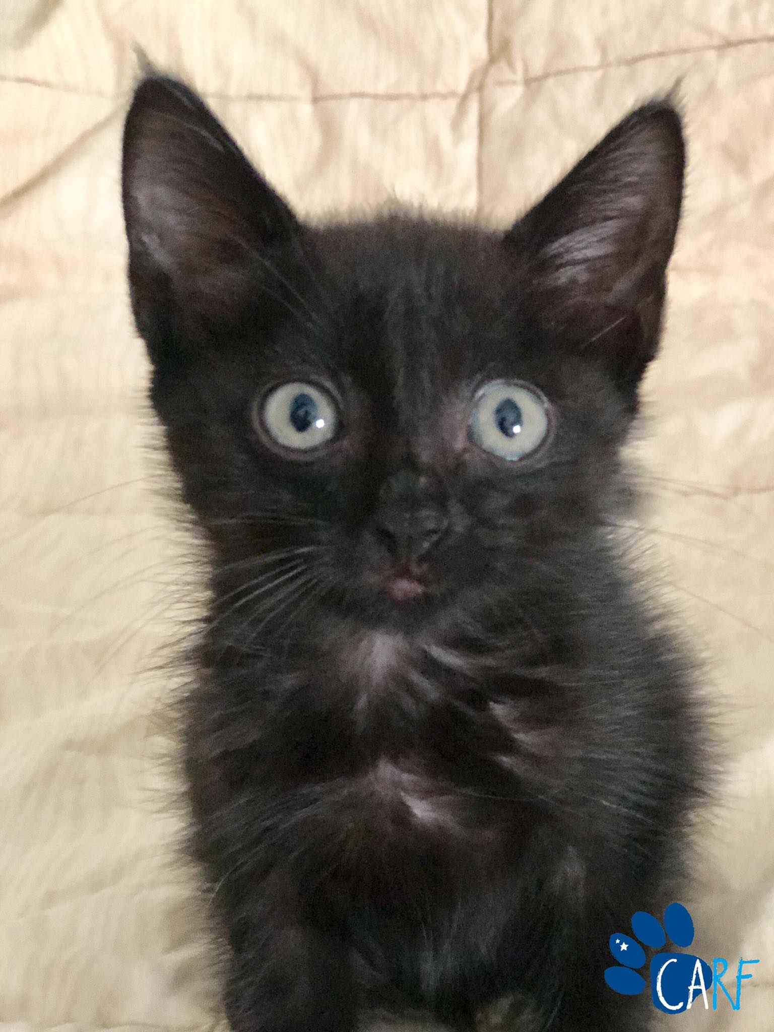 Very special kitten looking for a very special home.... – CARF Curaçao